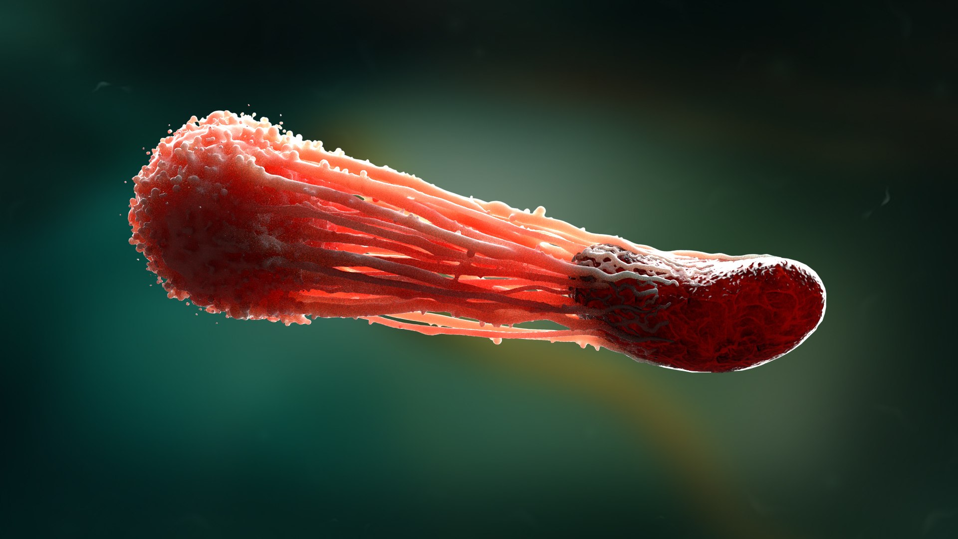 Macrophage Eating Bacteria Model - TurboSquid 1717361