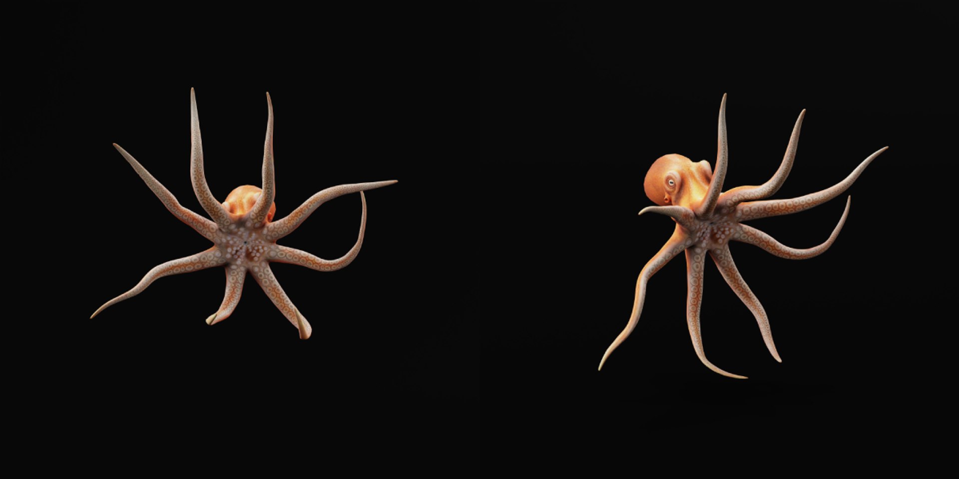 3D Octopus Model - TurboSquid 2303729