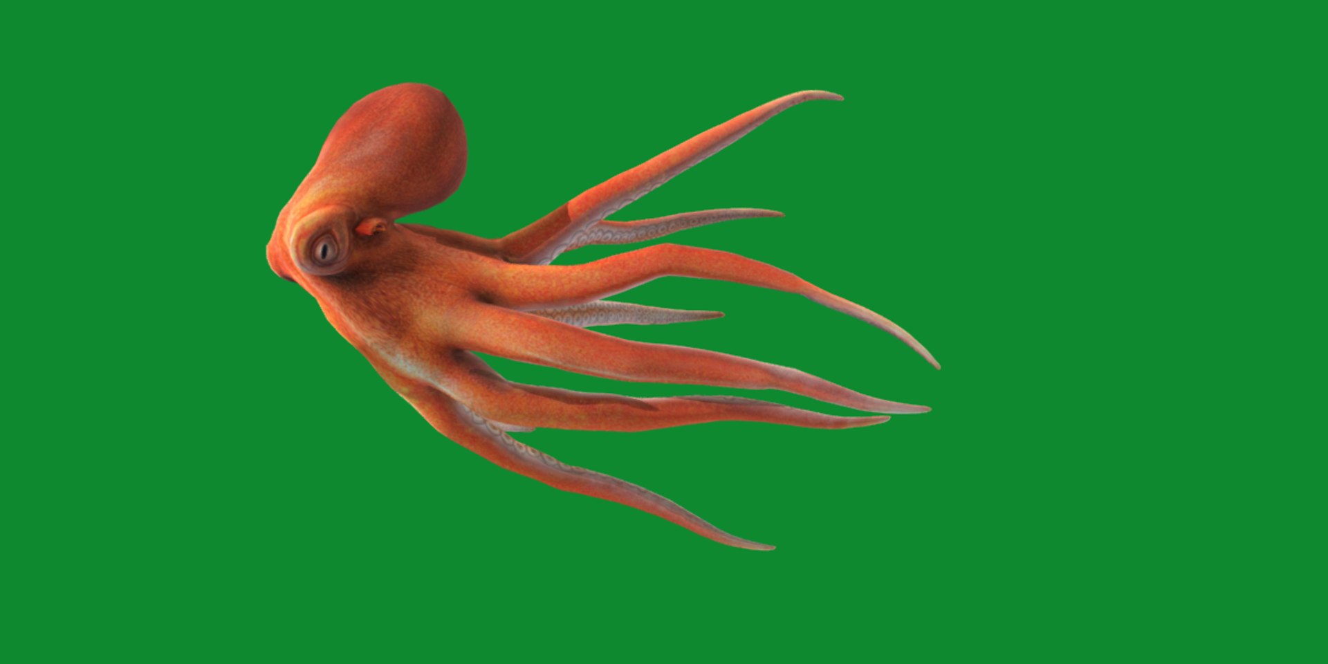 3D Octopus Model - TurboSquid 2303729