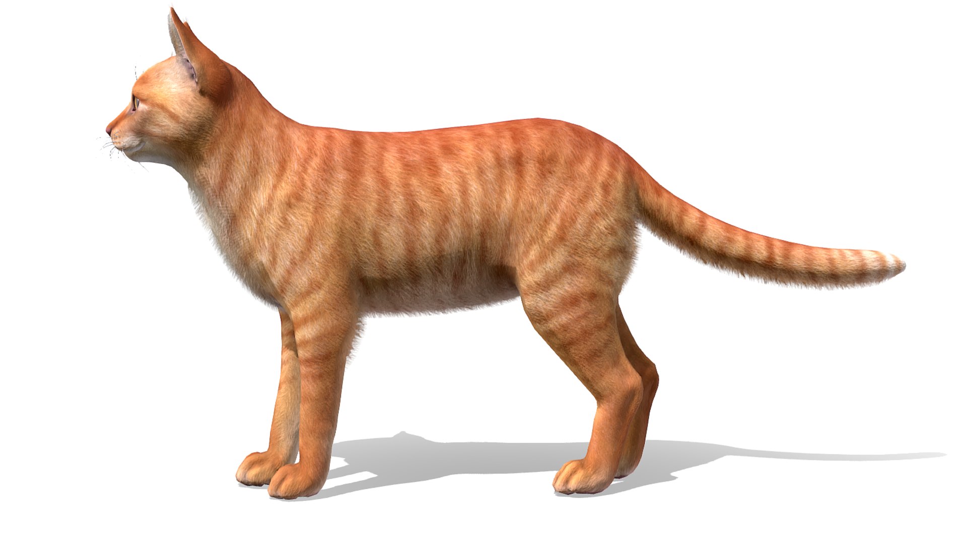 3D Cats - Simple Model - TurboSquid 2023421