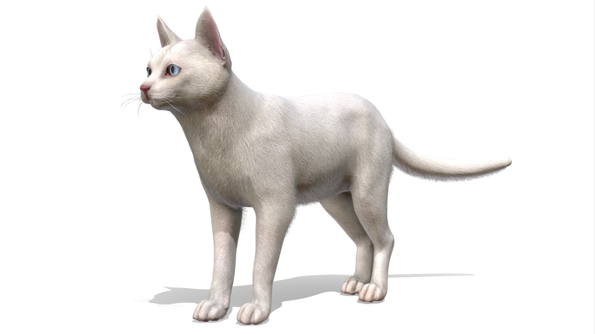 3D Cats - Simple Model - TurboSquid 2023421