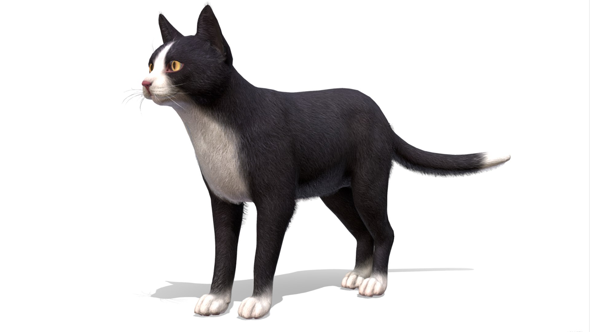 3D Cats - Simple Model - TurboSquid 2023421