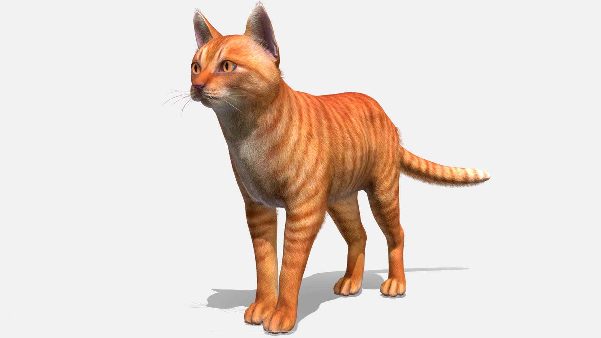 3D Cats - Simple Model - TurboSquid 2023421