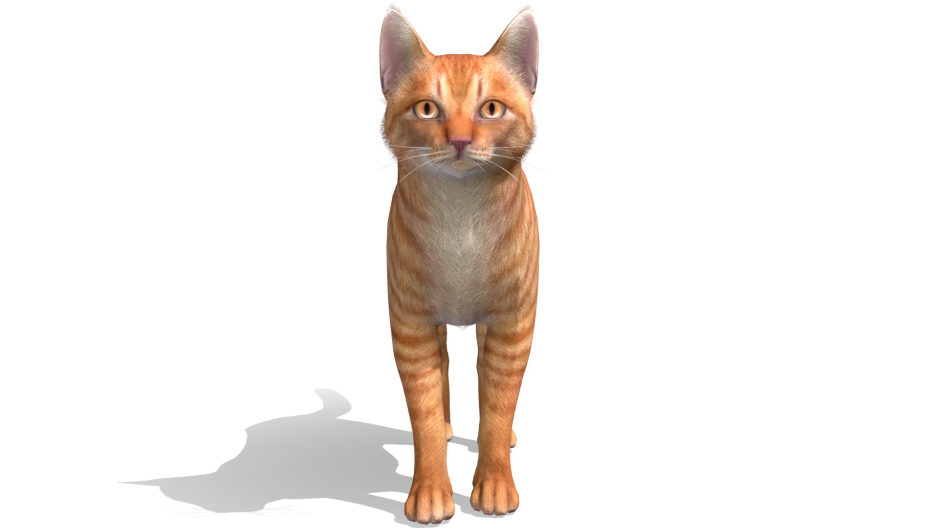 3D Cats - Simple Model - TurboSquid 2023421