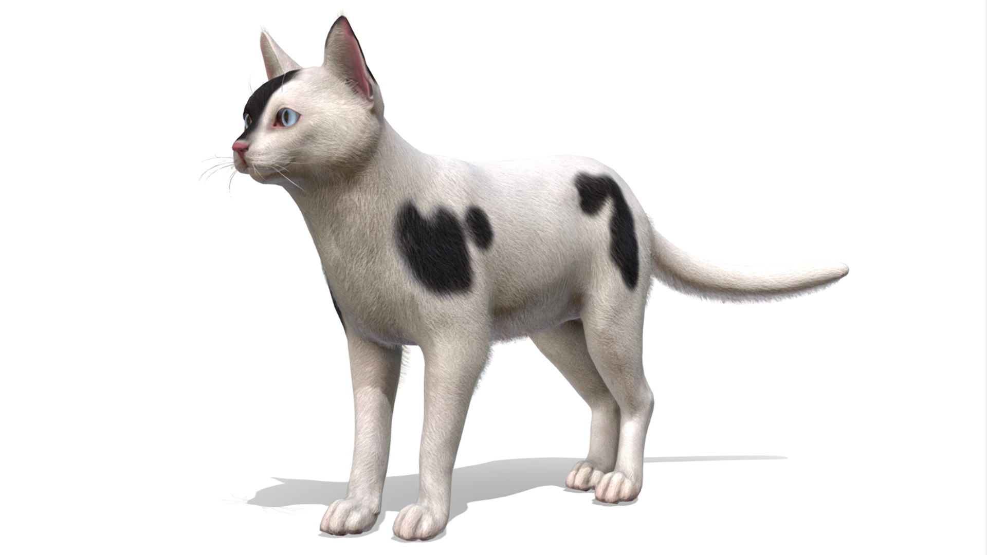 3D Cats - Simple Model - TurboSquid 2023421