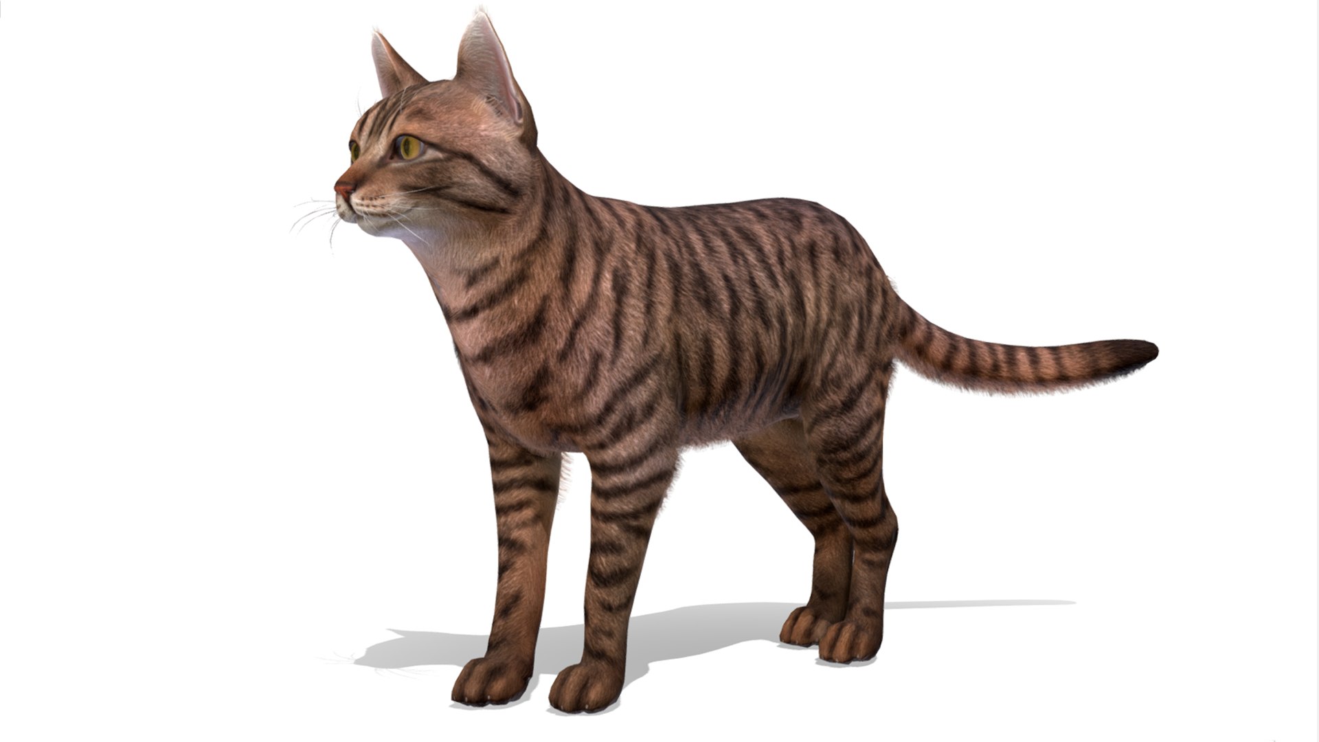 3D Cats - Simple Model - TurboSquid 2023421