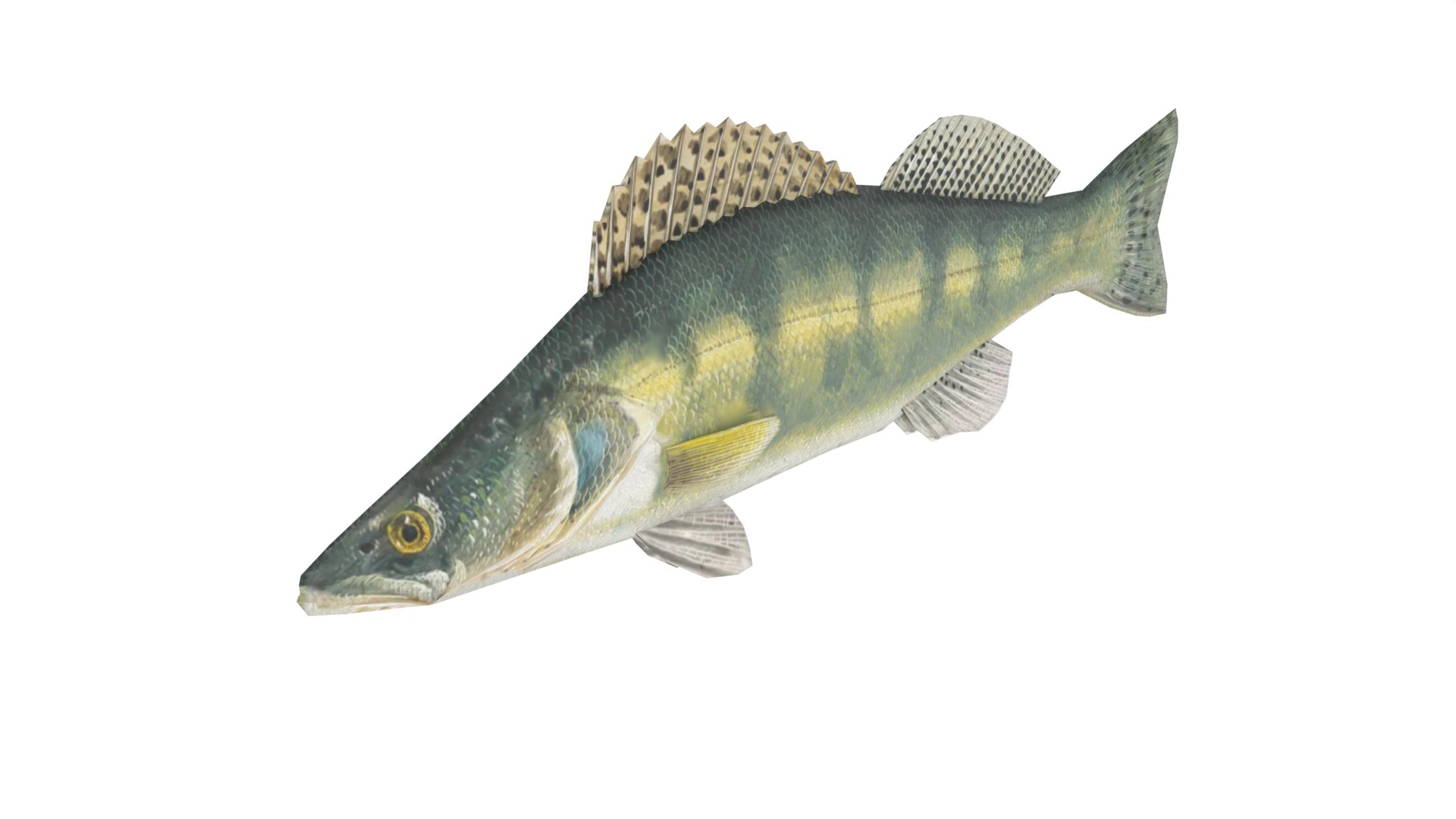 3D Zander Fish Low Poly - TurboSquid 2309646