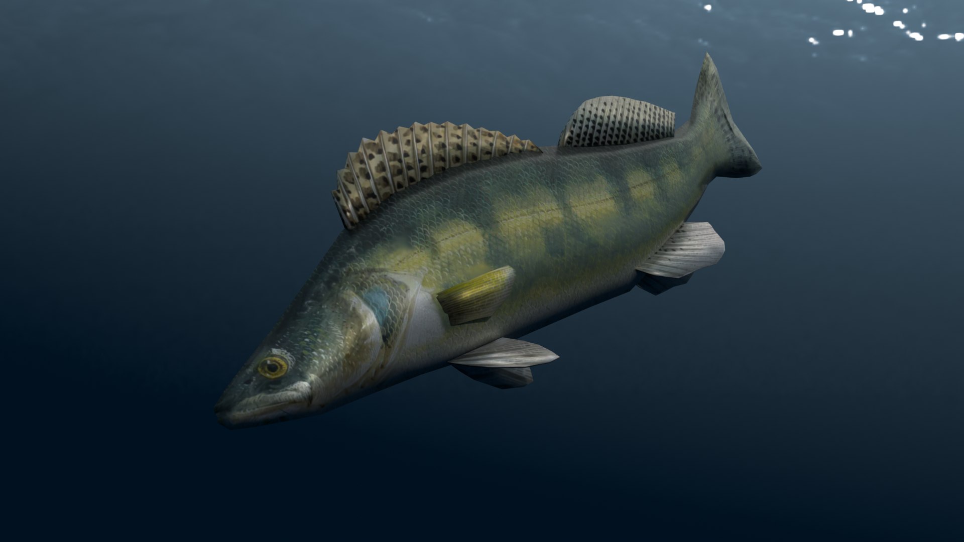 3D Zander Fish Low Poly - TurboSquid 2309646