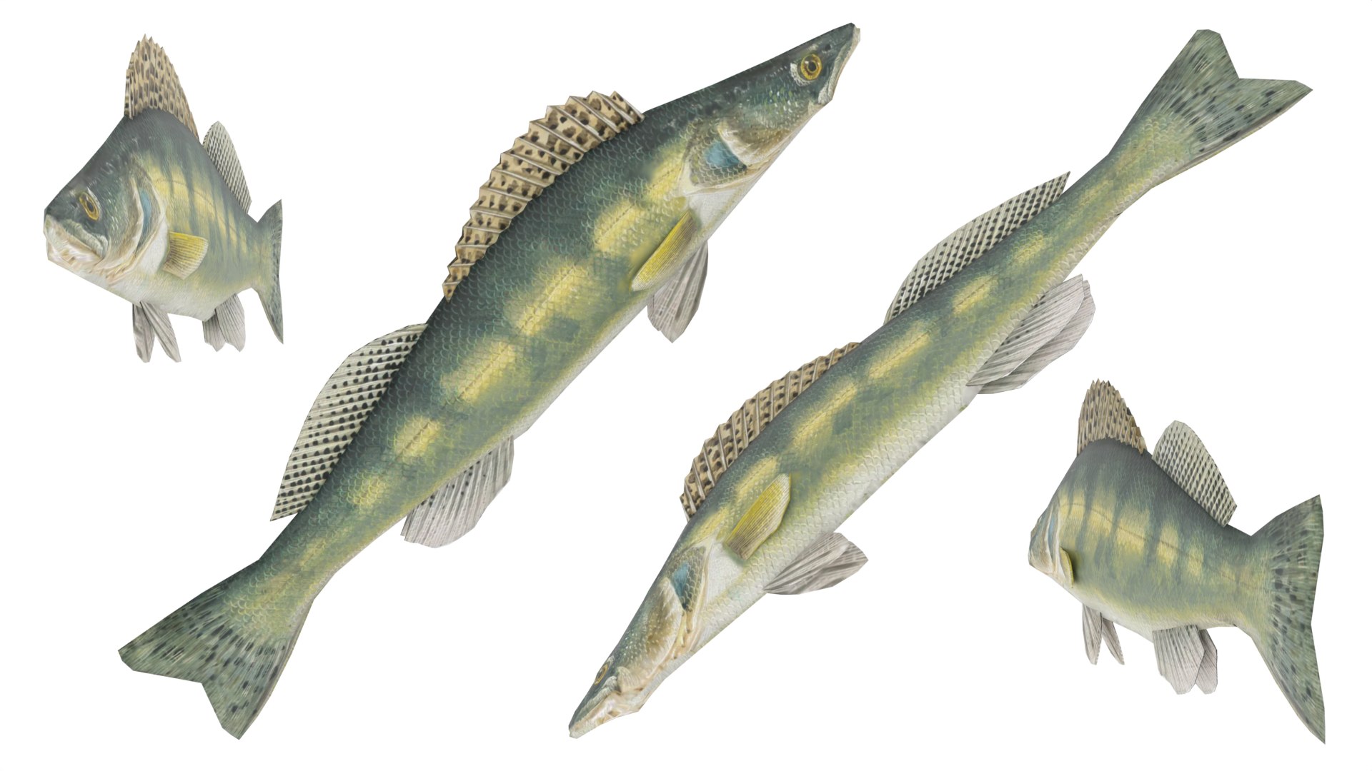 3D Zander Fish Low Poly - TurboSquid 2309646