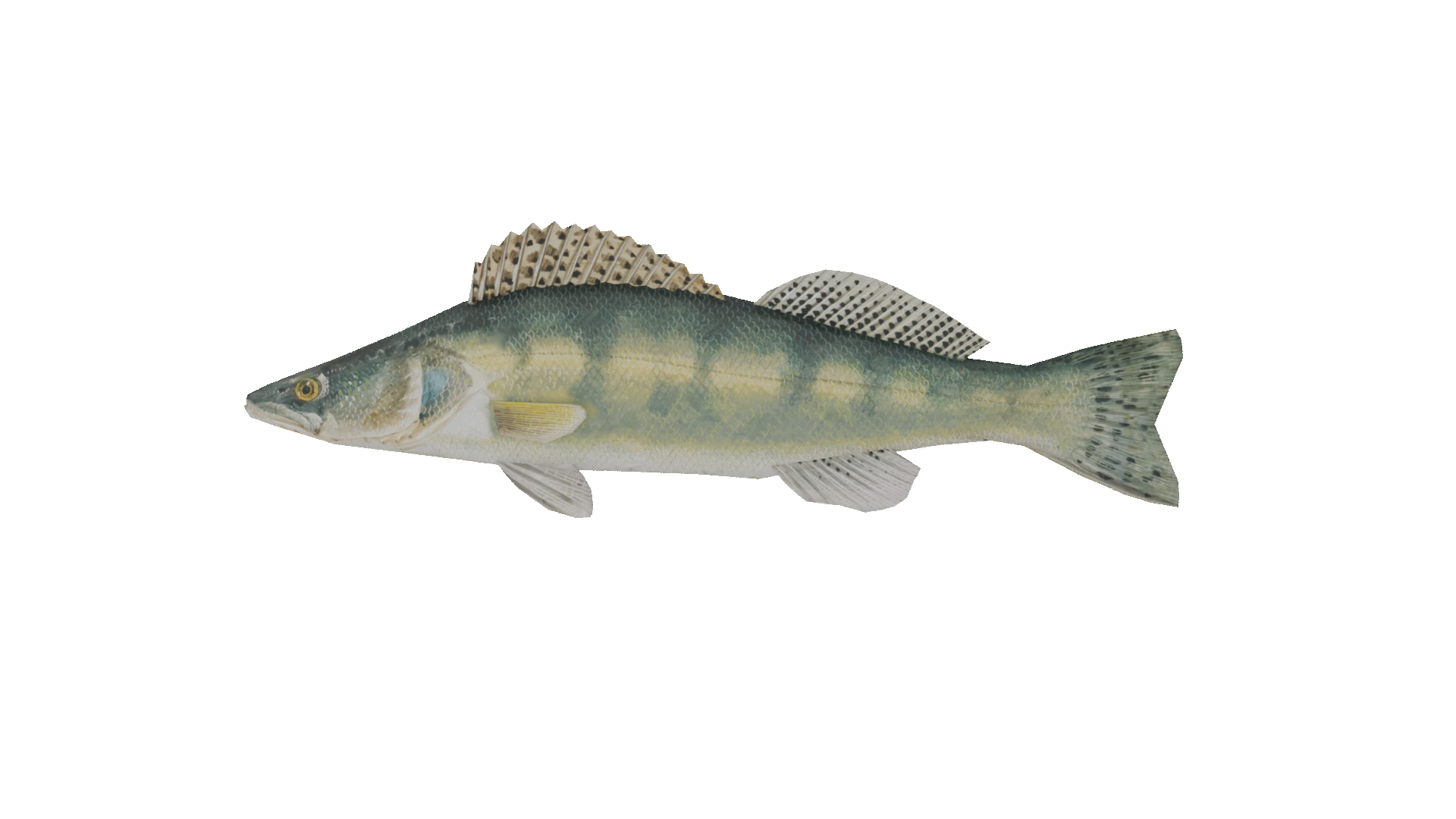 3D Zander Fish Low Poly - TurboSquid 2309646