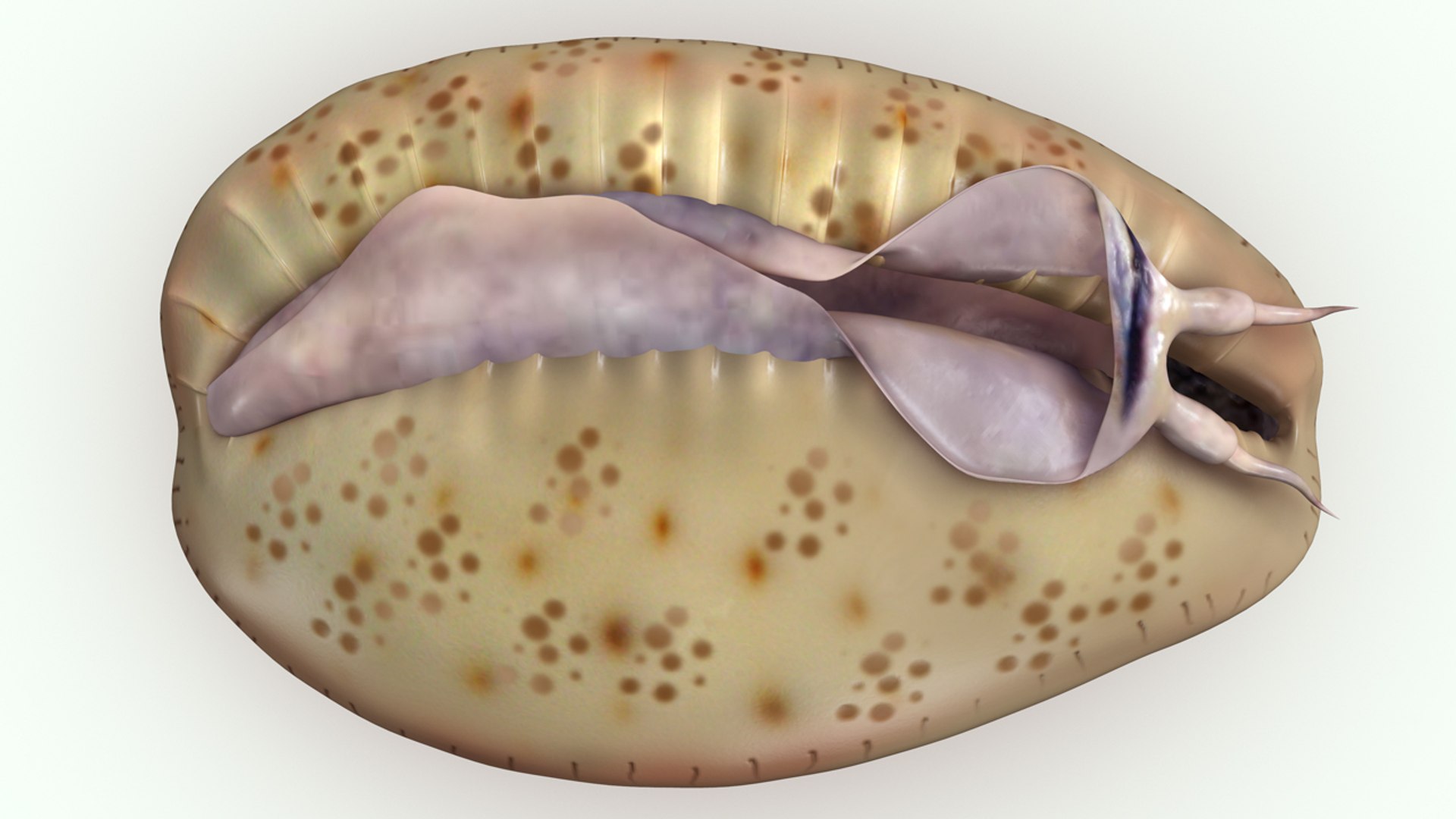 3d cypraea s model