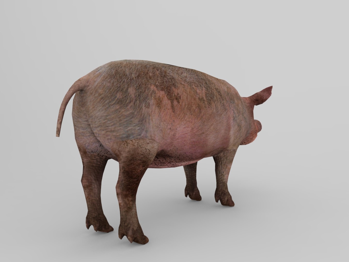 Pig Ready 3d Model