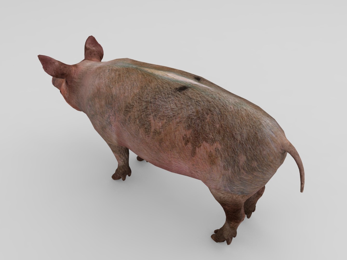 Pig Ready 3d Model