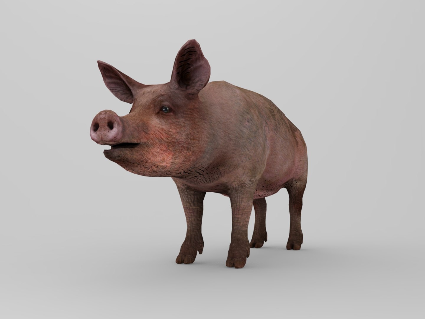 Pig Ready 3d Model