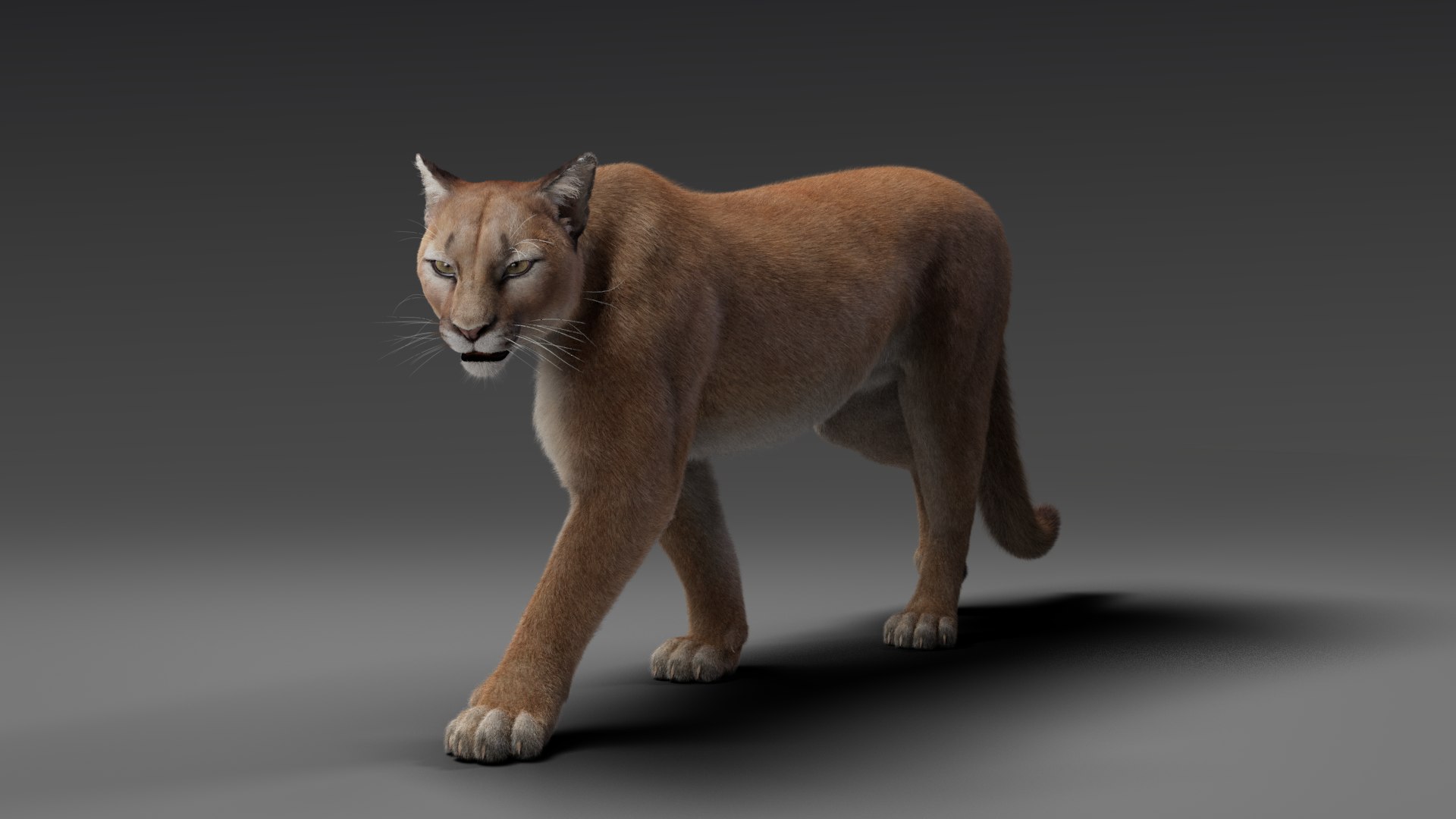 Rigging Puma Model - TurboSquid 1642524