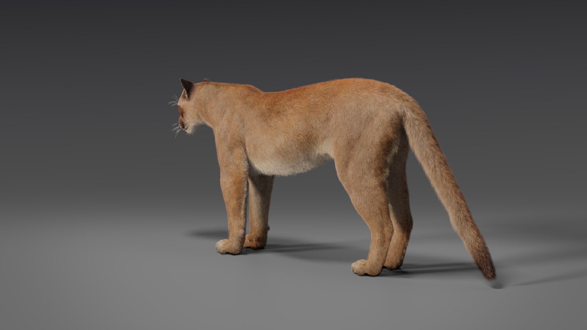 Rigging Puma Model - TurboSquid 1642524