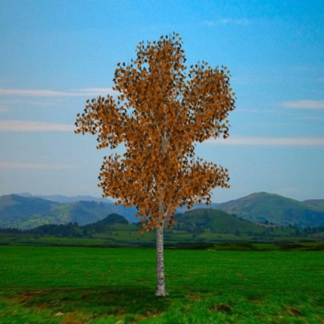 Birch Tree Pl 3d Model