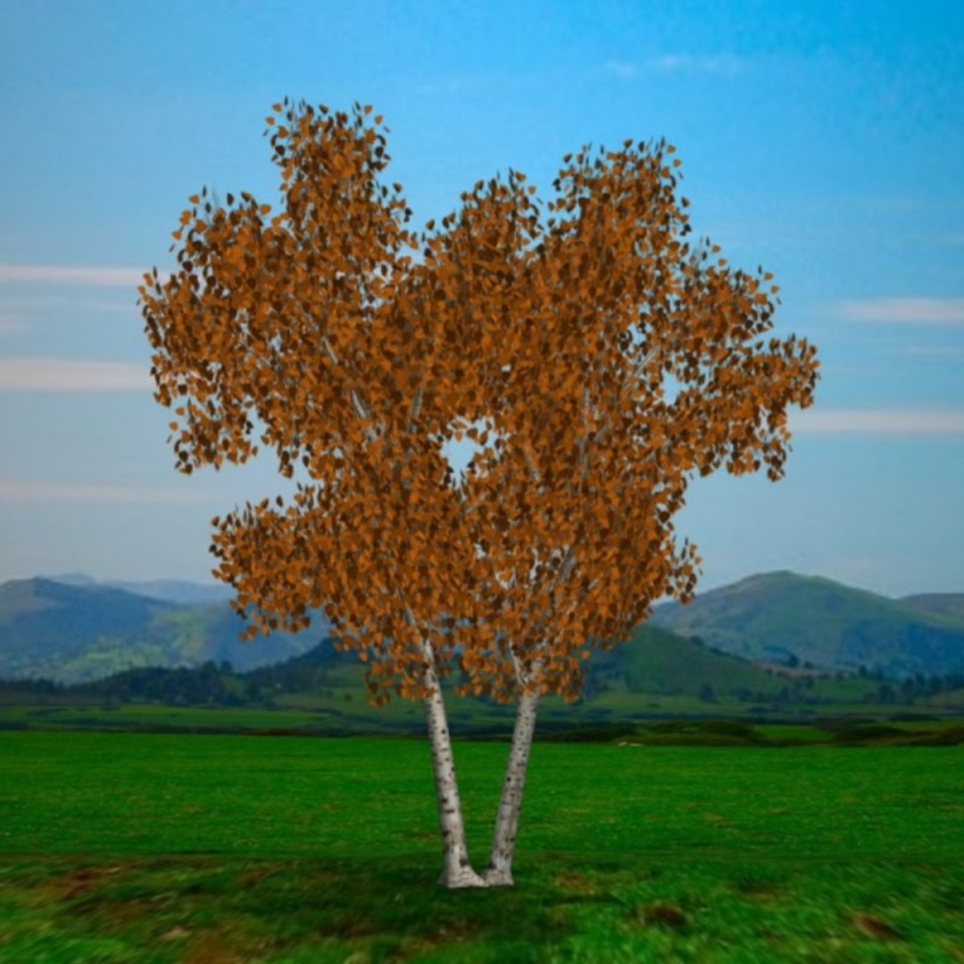 Birch Tree Pl 3d Model