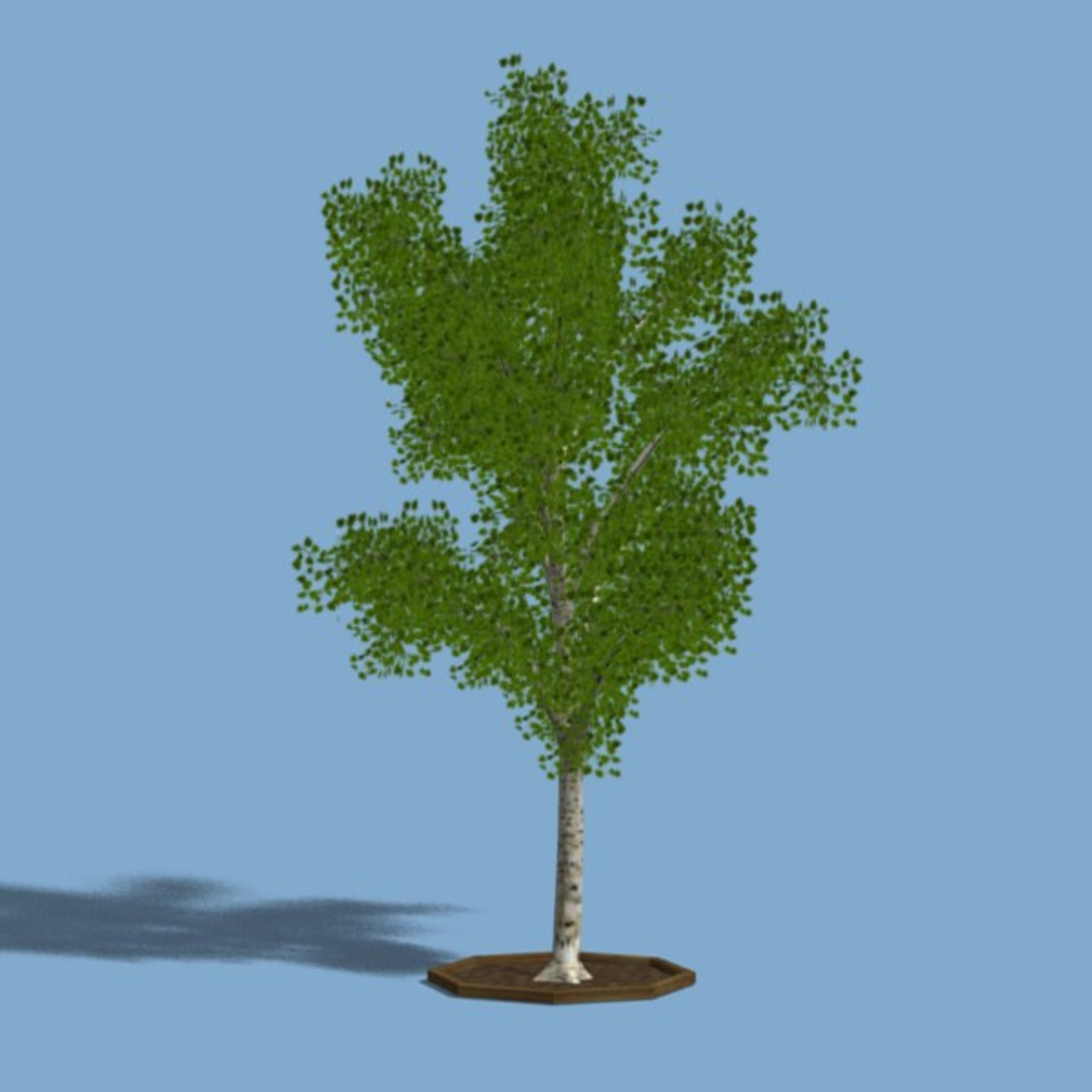 Birch Tree Pl 3d Model