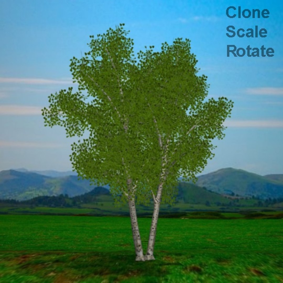 Birch Tree Pl 3d Model