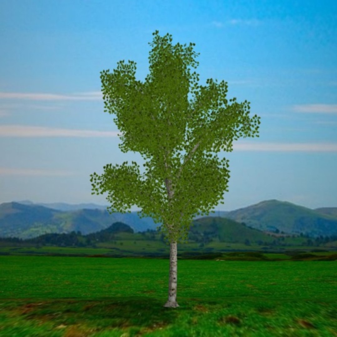 Birch Tree Pl 3d Model