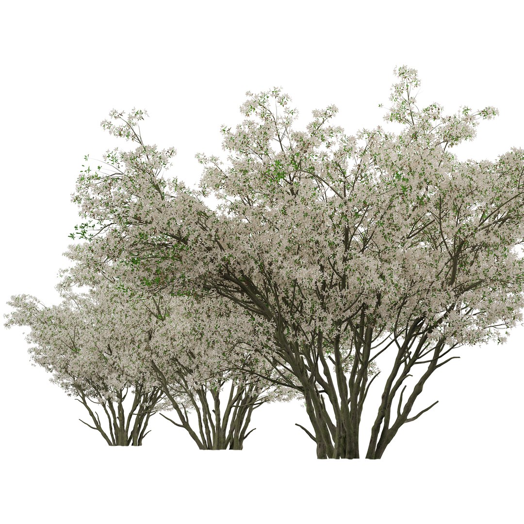 3D Amelanchier Lamarckii Tree Juneberry - 1 Tree - TurboSquid 1999392