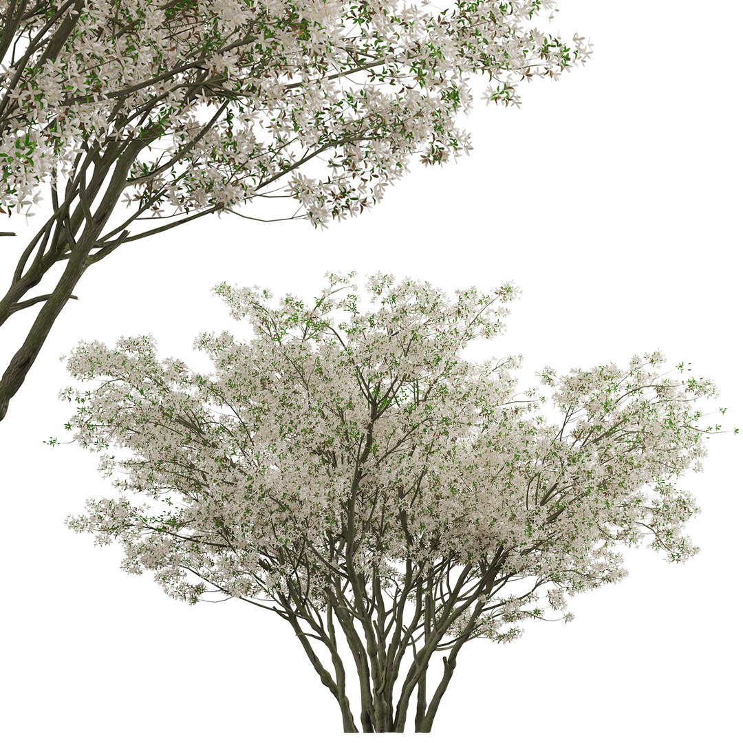 3D Amelanchier Lamarckii Tree Juneberry - 1 Tree - TurboSquid 1999392