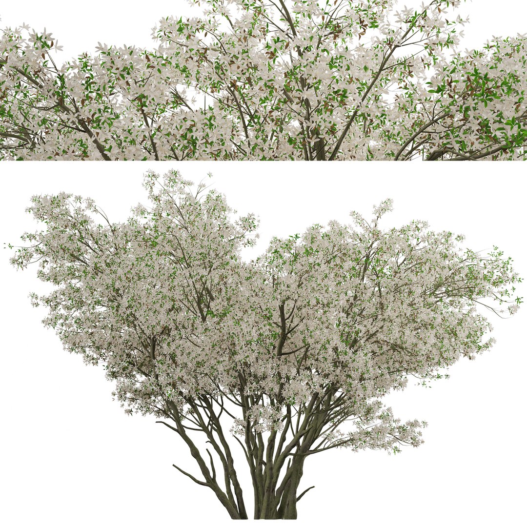 3D Amelanchier Lamarckii Tree Juneberry - 1 Tree - TurboSquid 1999392
