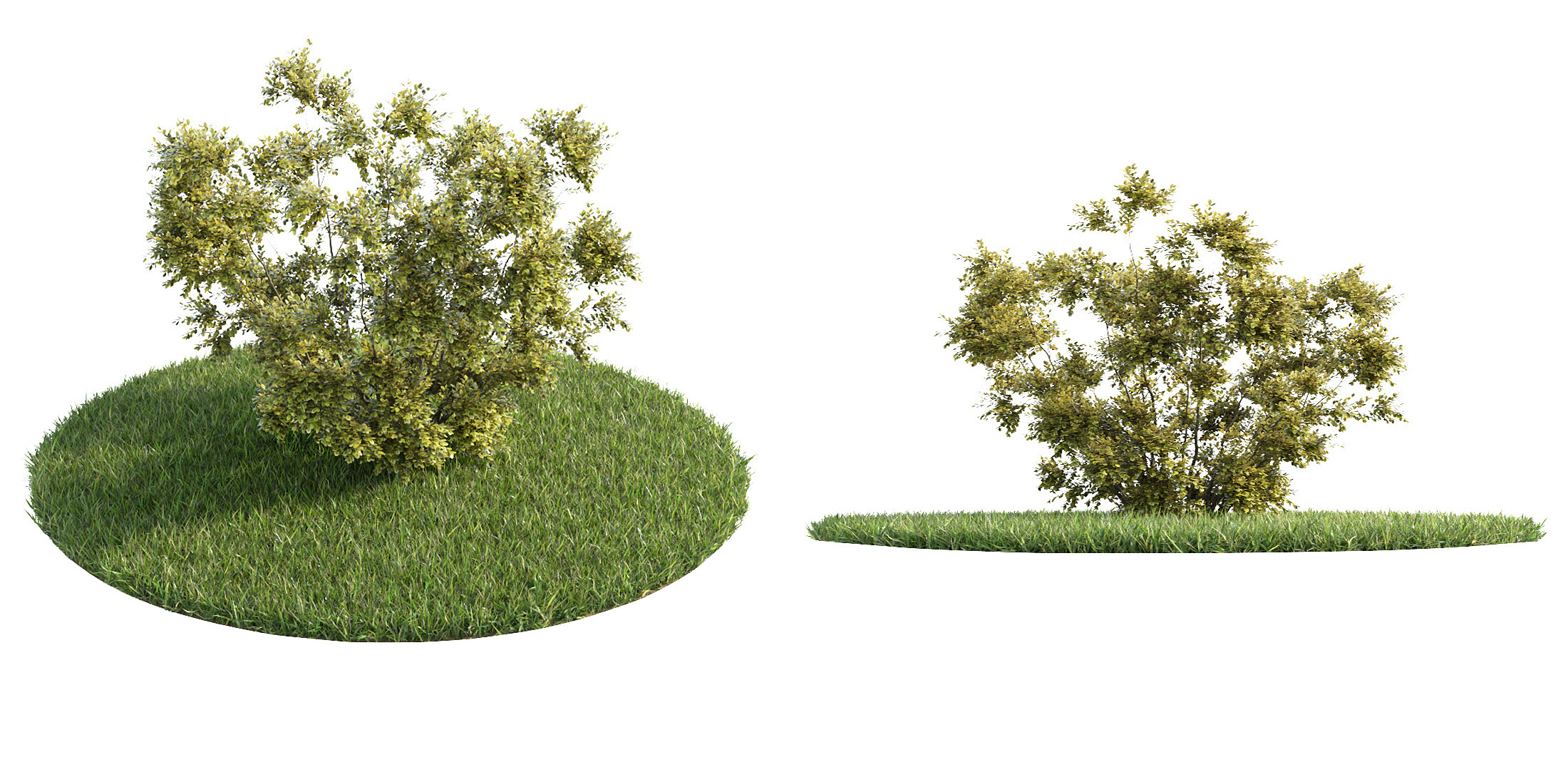 3d model bushes 2