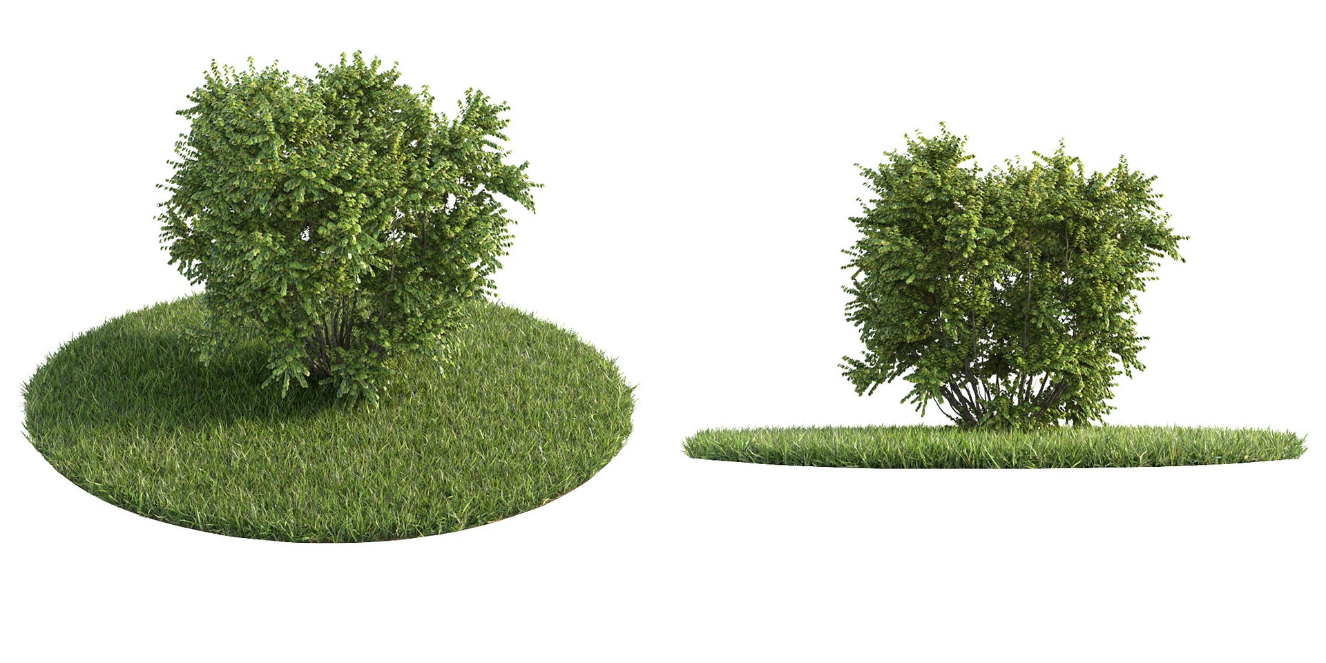 3d Model Bushes 2