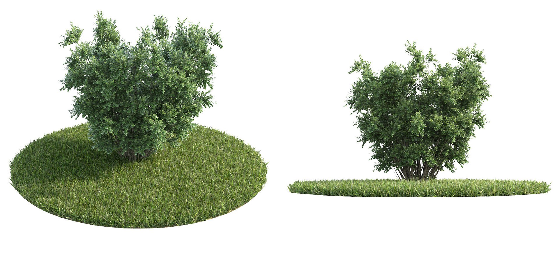 3d Model Bushes 2
