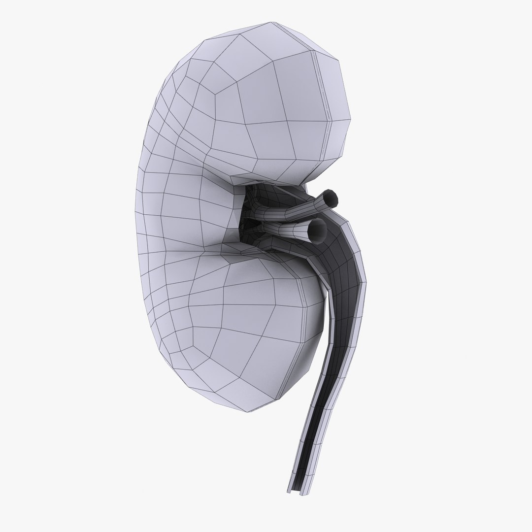 3d Human Kidney Model