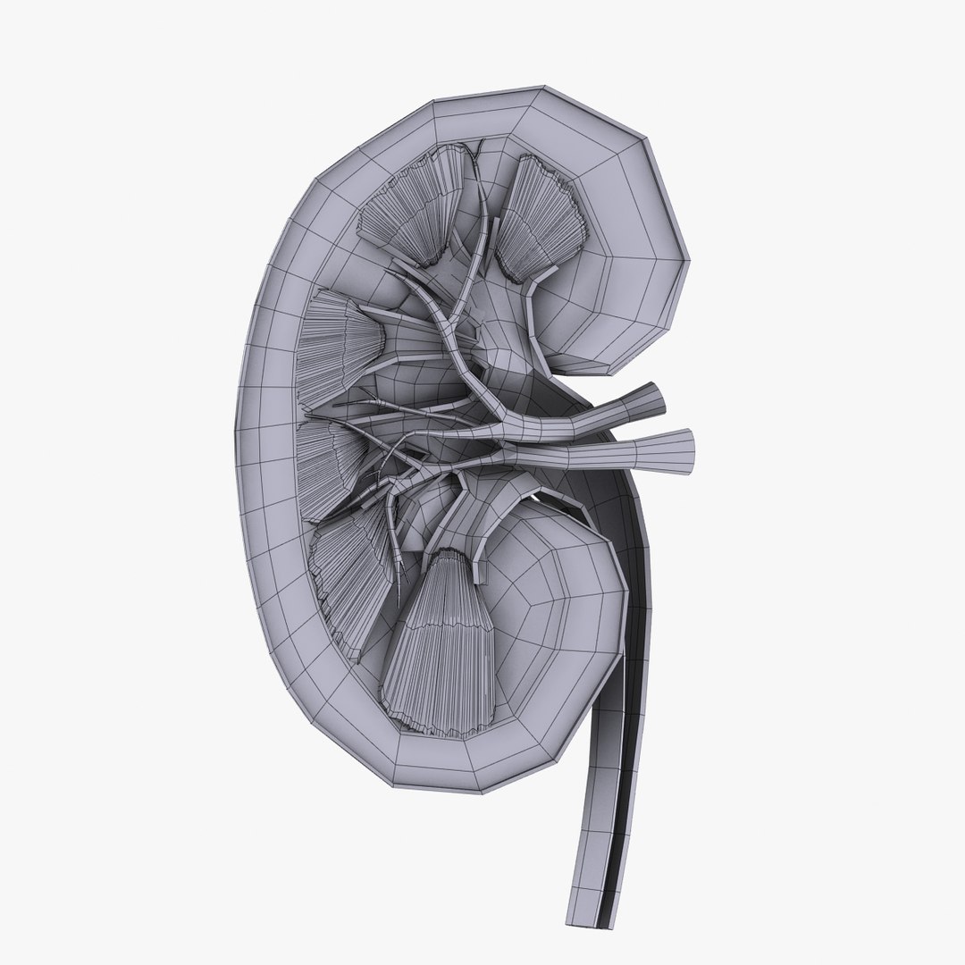 3d Human Kidney Model
