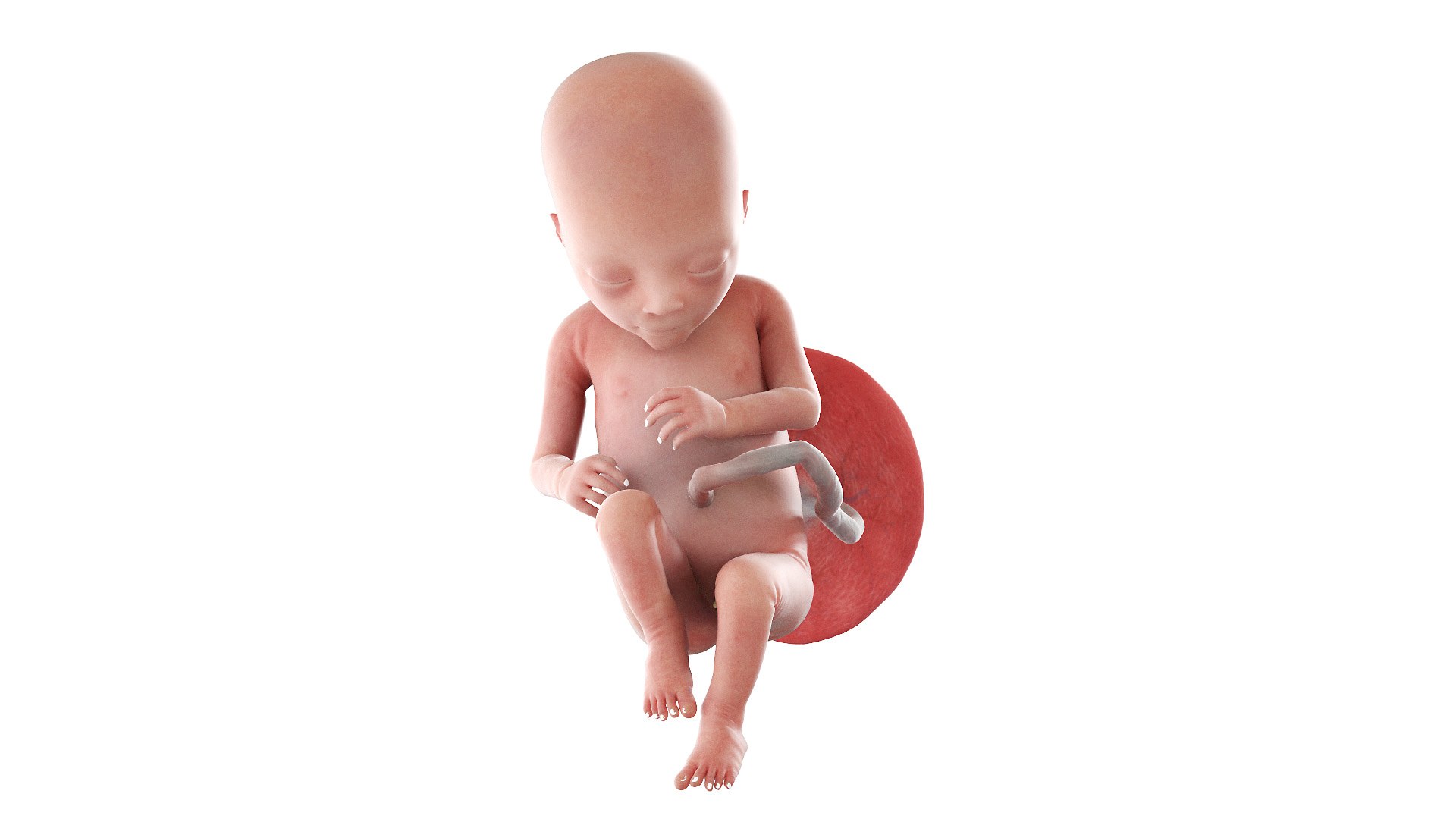 3D Fetus Anatomy Week 17 Static - TurboSquid 1843528