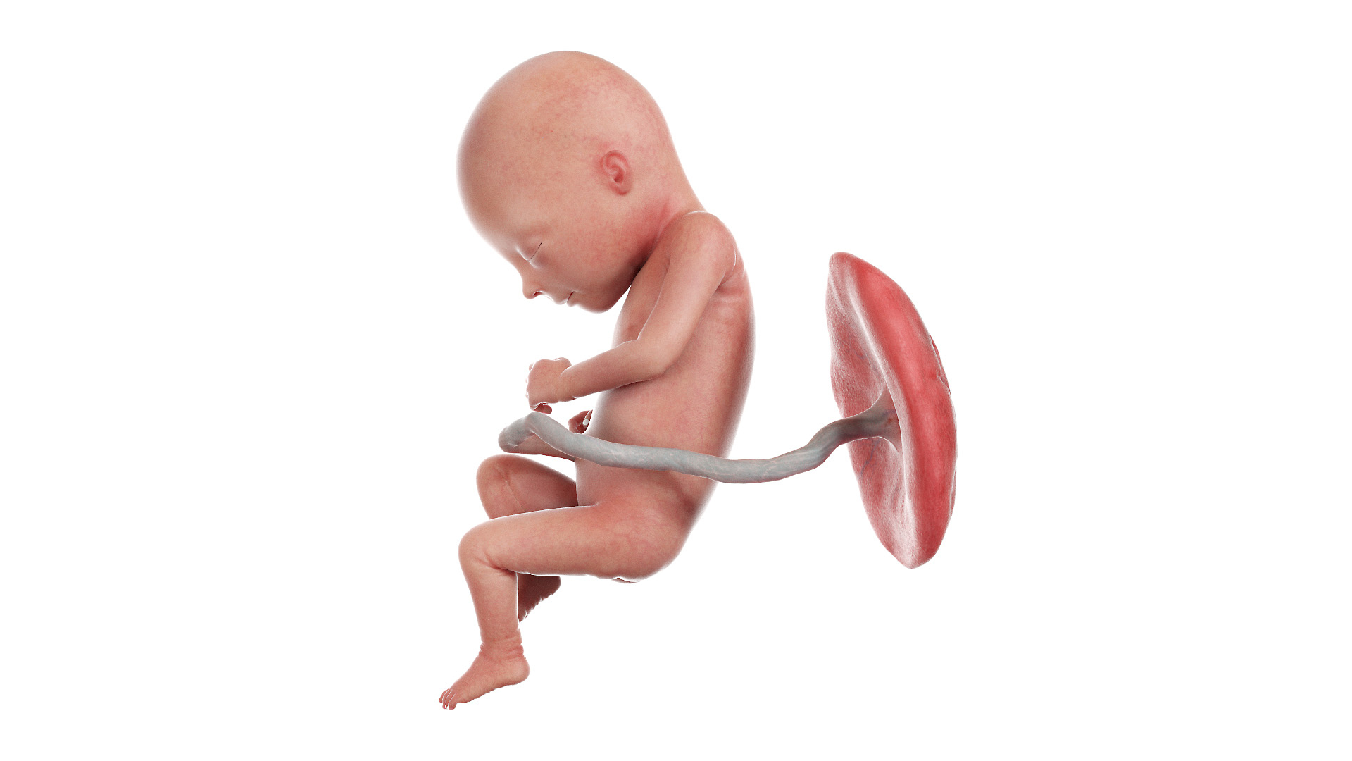 3D Fetus Anatomy Week 17 Static - TurboSquid 1843528
