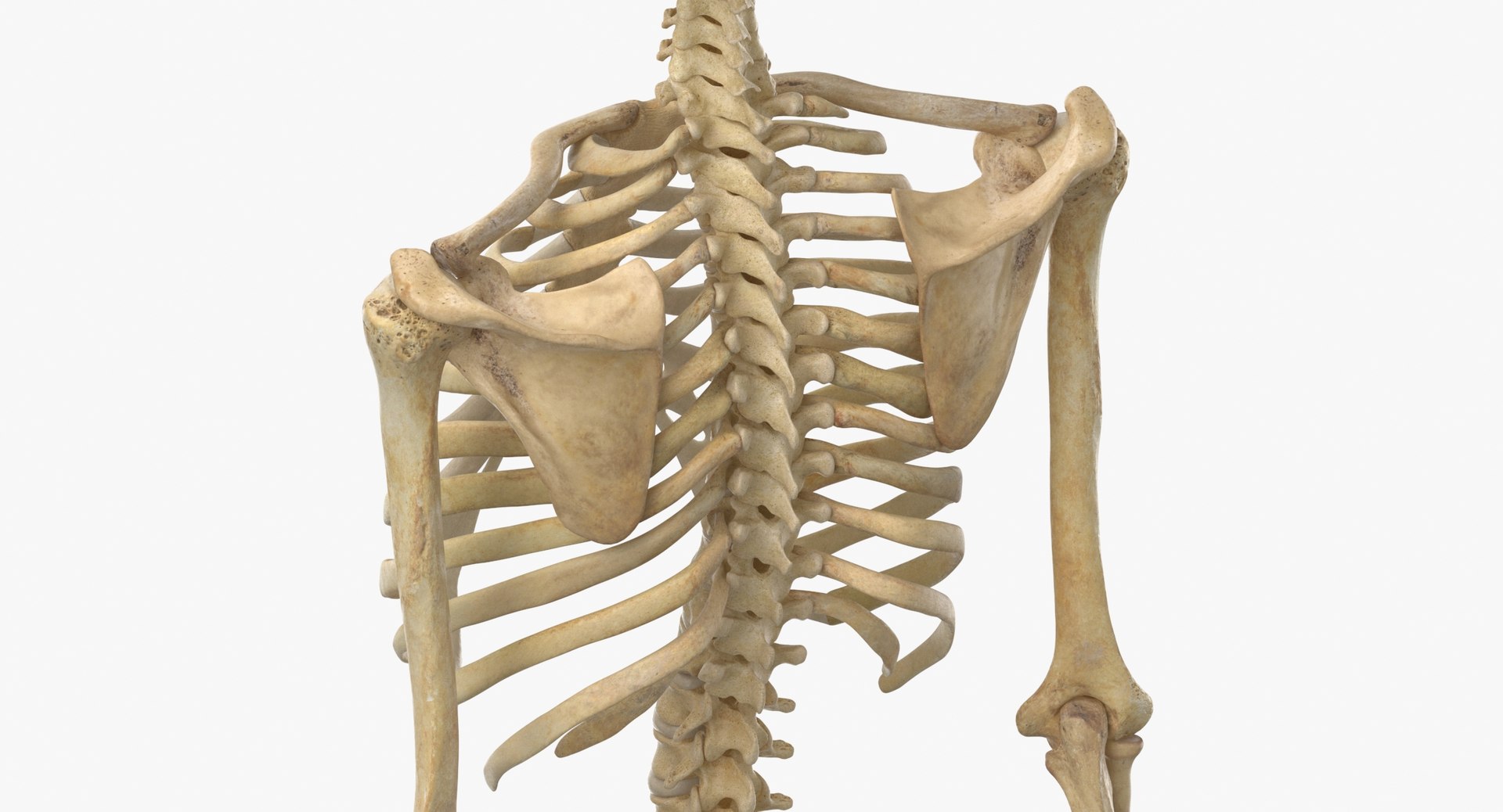 Human rib cage spine 3D model - TurboSquid 1657258
