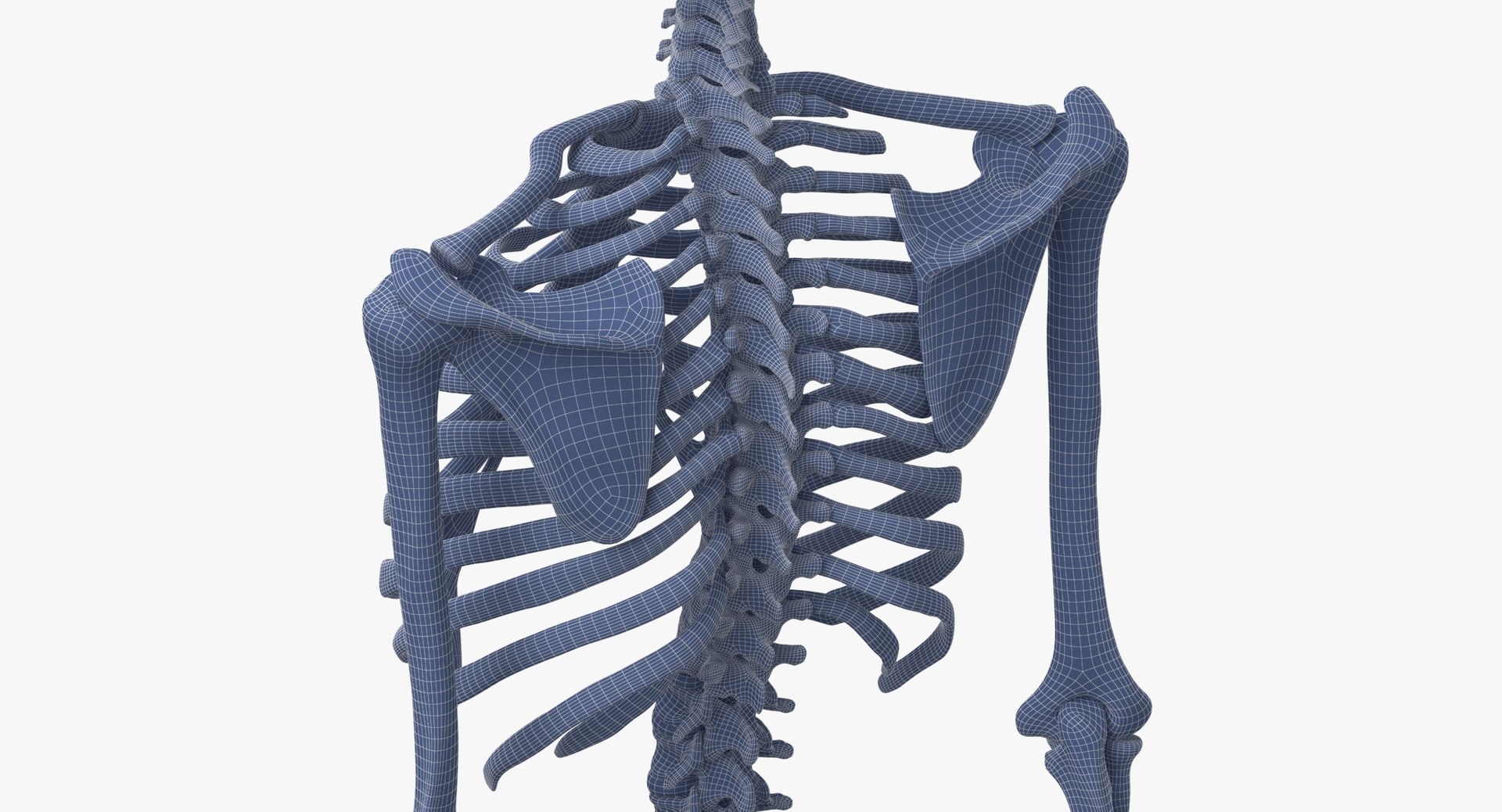 Human rib cage spine 3D model - TurboSquid 1657258