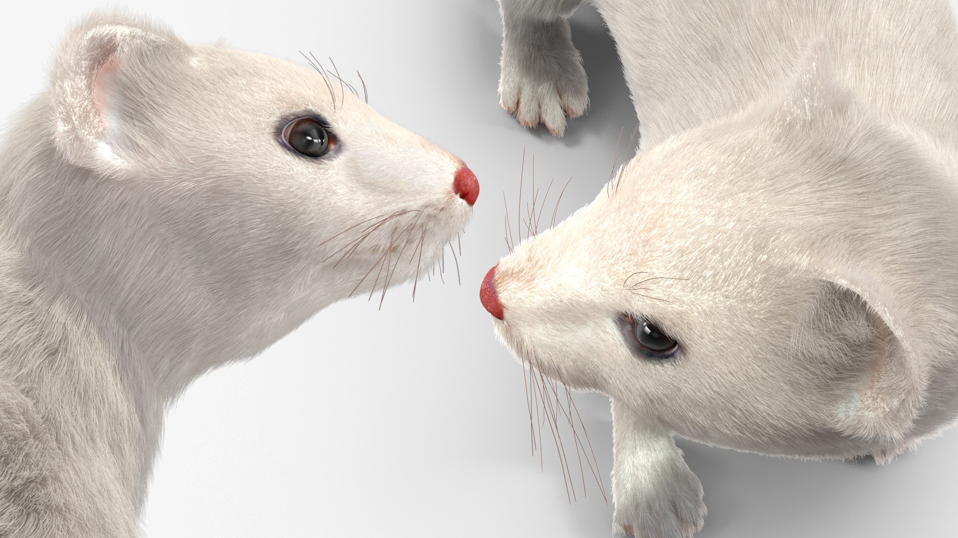 3D Ermine Mammal White Fur Rigged - TurboSquid 2208817