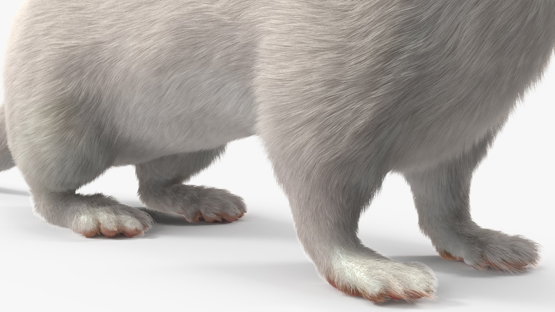3D Ermine Mammal White Fur Rigged - TurboSquid 2208817