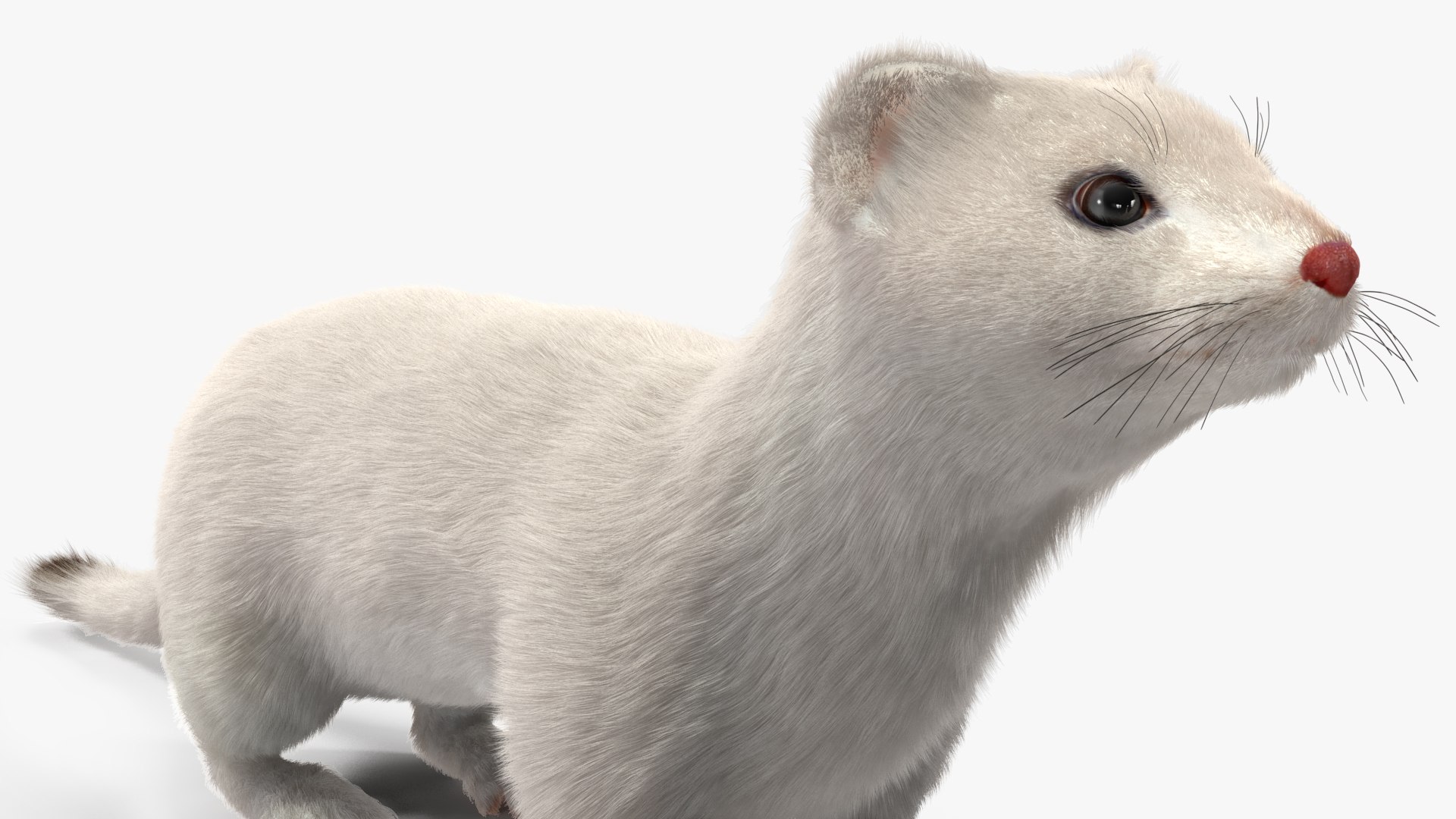 3D Ermine Mammal White Fur Rigged - TurboSquid 2208817