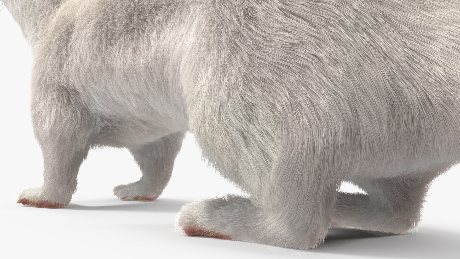 3D Ermine Mammal White Fur Rigged - TurboSquid 2208817