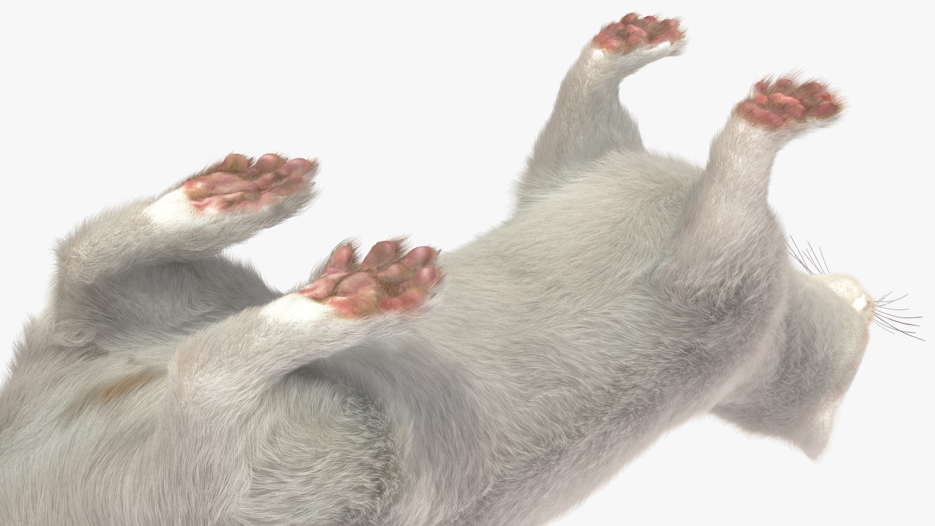 3D Ermine Mammal White Fur Rigged - TurboSquid 2208817