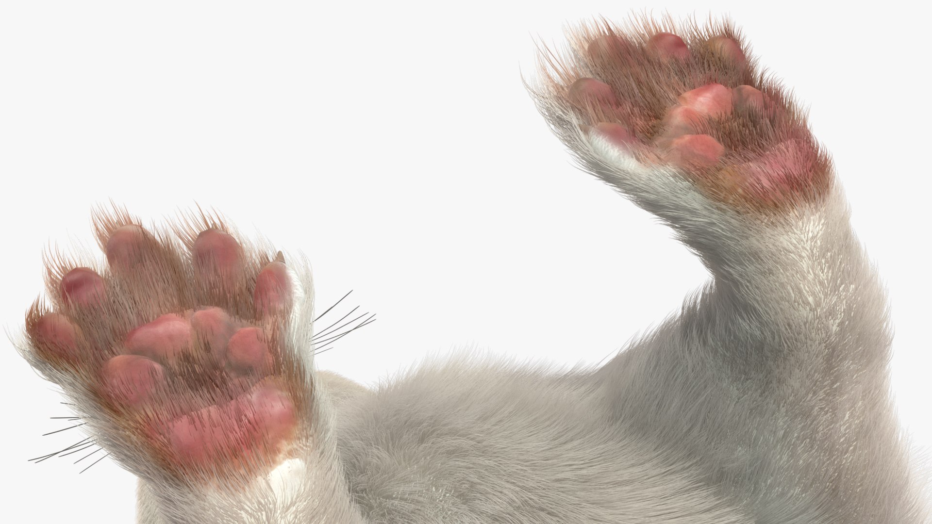 3D Ermine Mammal White Fur Rigged - TurboSquid 2208817