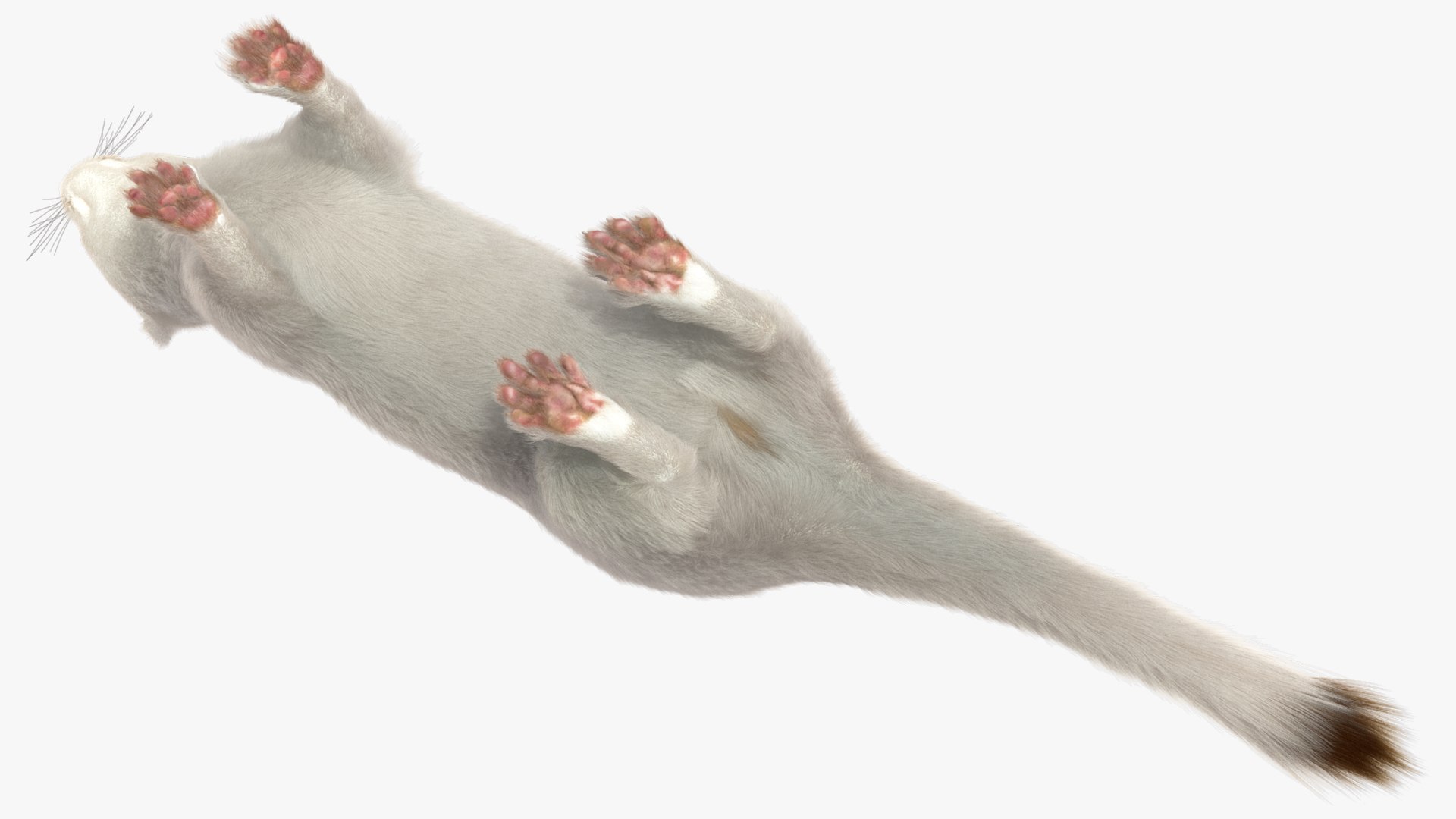 3D Ermine Mammal White Fur Rigged - TurboSquid 2208817