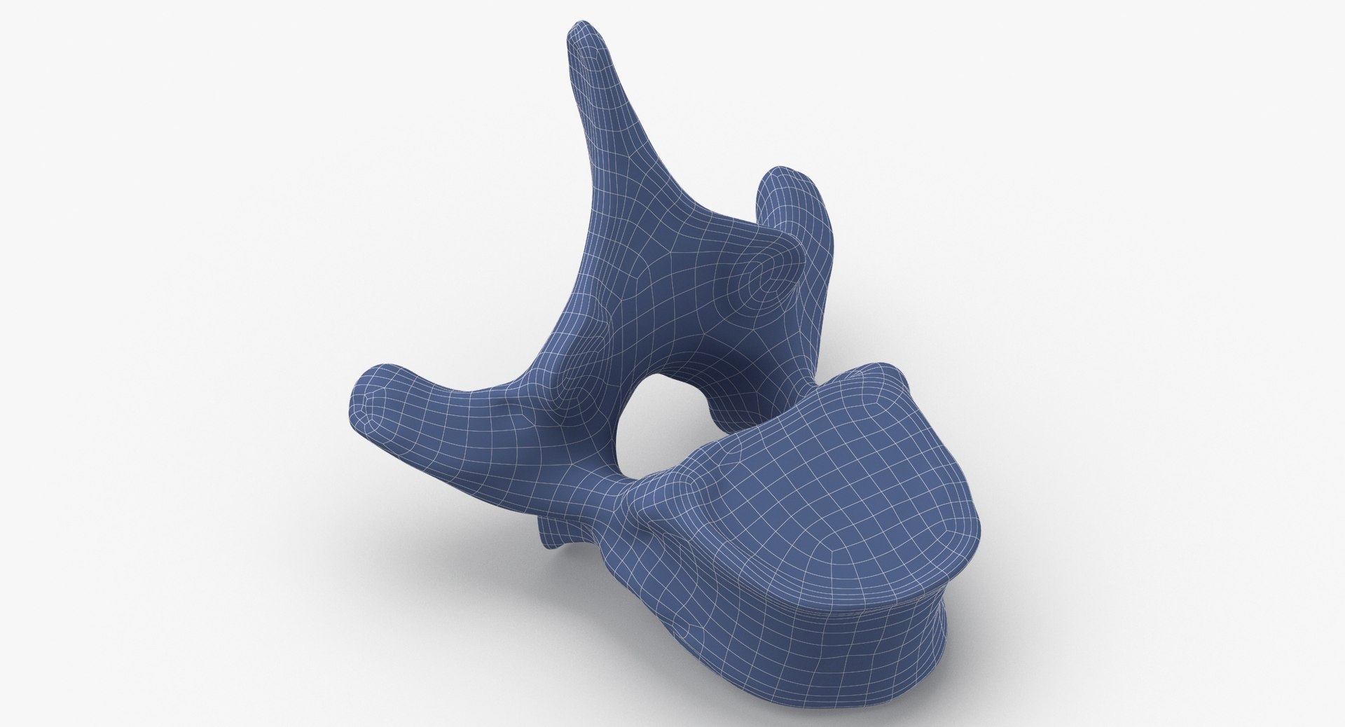 Thoracic Vertebrae Th1 Th12 Model - TurboSquid 1588657