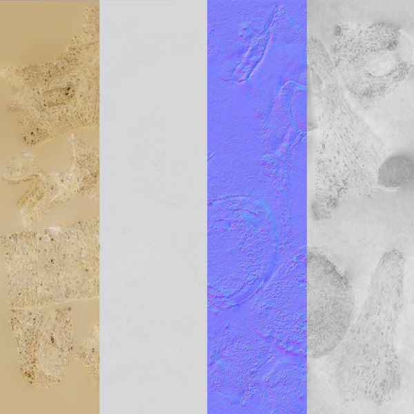 Thoracic vertebrae th1 th12 model - TurboSquid 1588657