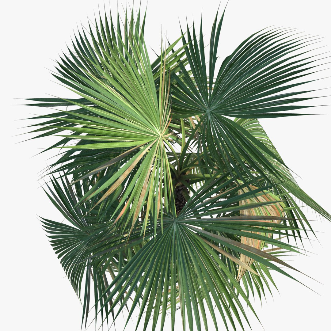 3d palm tree model
