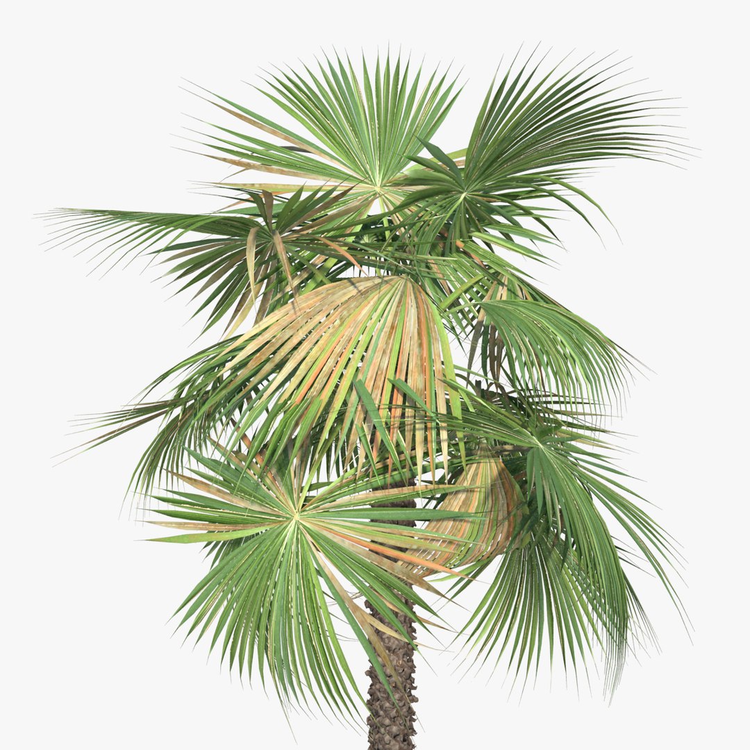 3d palm tree model