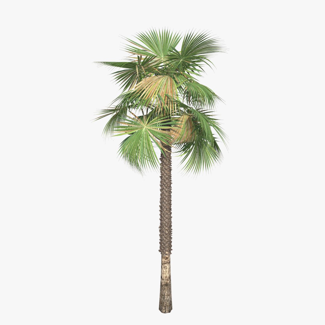 3d palm tree model