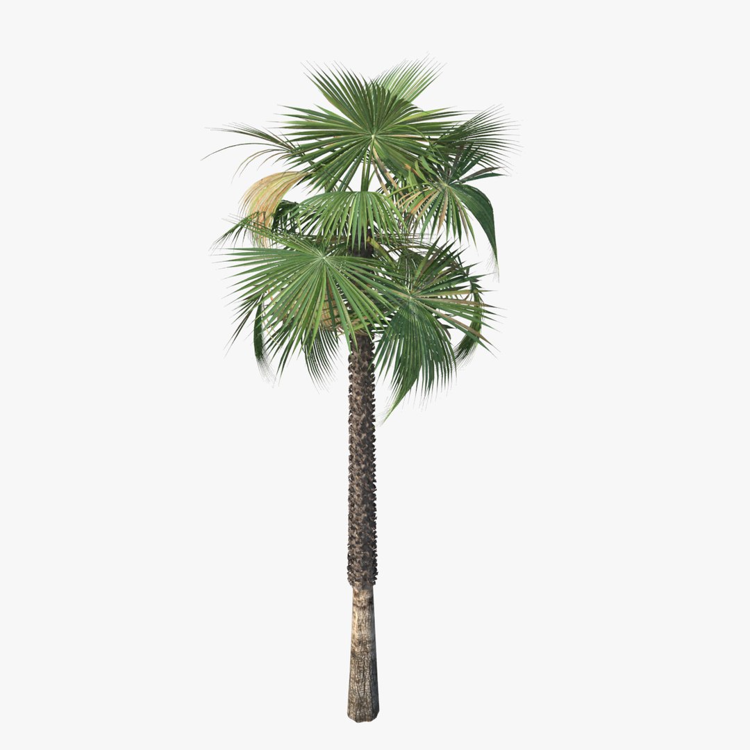 3d palm tree model